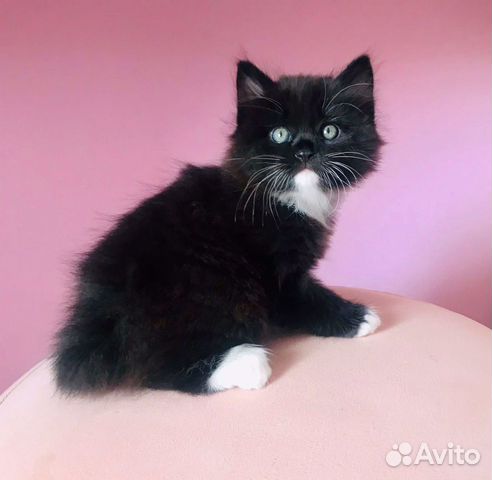 Котёнок курильского бобтейла