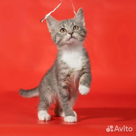 Маленький котенок ищет дом