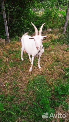 Коза дойная и козлёнок