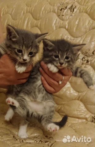 Котята-красивые котики, 1 мес