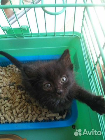 Котенок в добрые руки