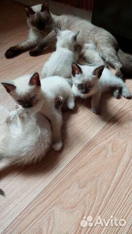 Тайские котятки