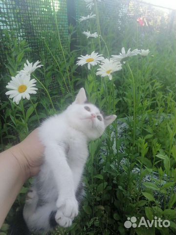 Котенок