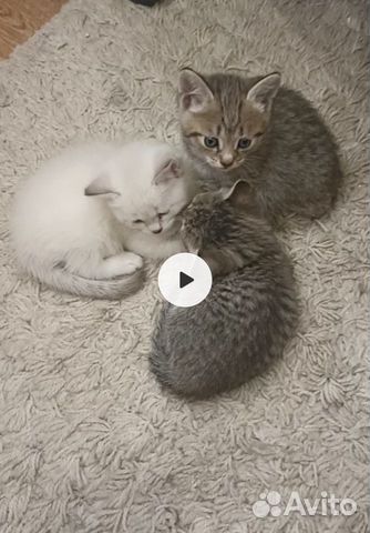 Домашние котятки