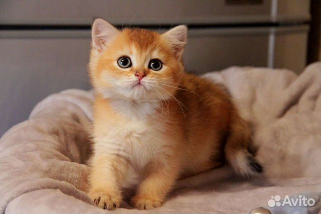 Золотой малыш Сандро