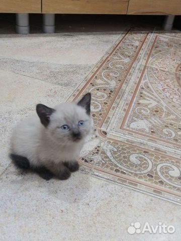 Котята тайской кошки
