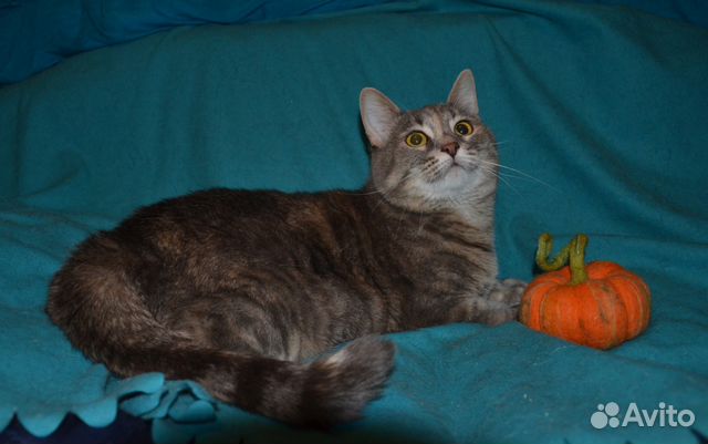 Прекрасная Алиса в дар