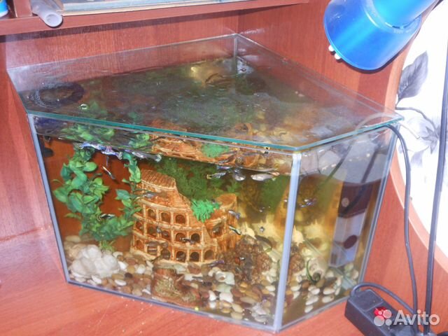 Аквариум угловой + всё что внутри