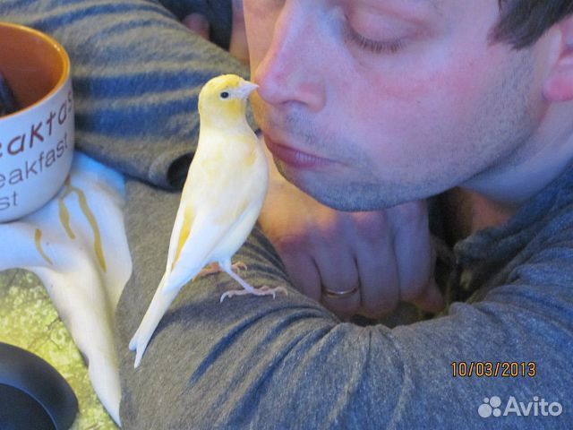 Кенара и канарейки