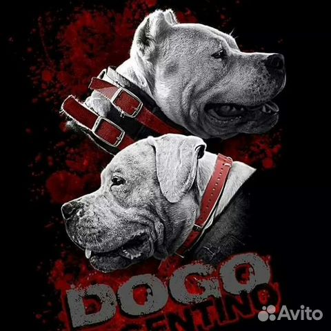 Аргентинский дог