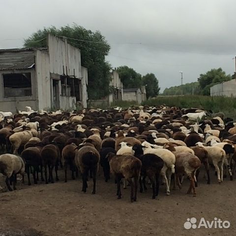 Домашнее хозяйство бычки, бараны, овцы, коровы