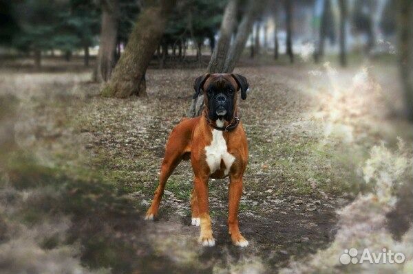 Красивый кабель ищет даму сердца