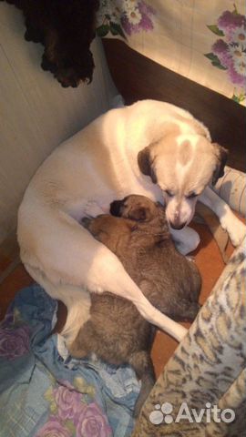 Милые девочки