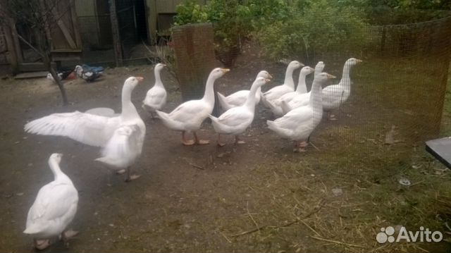 Гусята и муларды