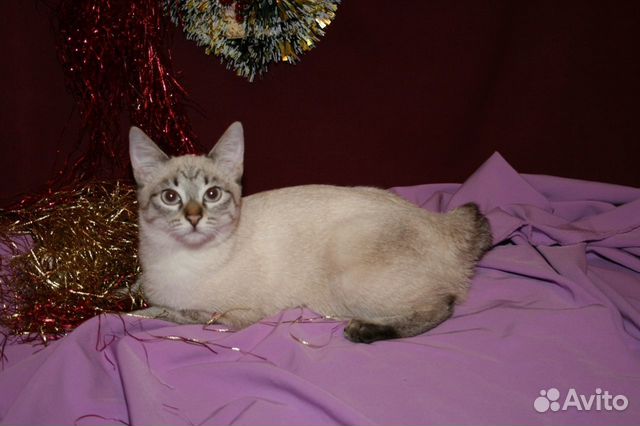 Новый помёт чистокровные меконгские бобтейлы