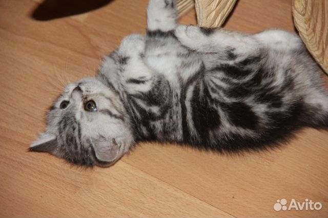 Британские котята
