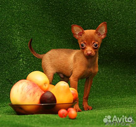 Той-терьерчики Рыжики-Пыжики - на выбор