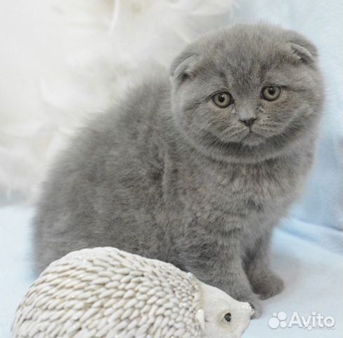 Шотландцы шоу класса, очень славные