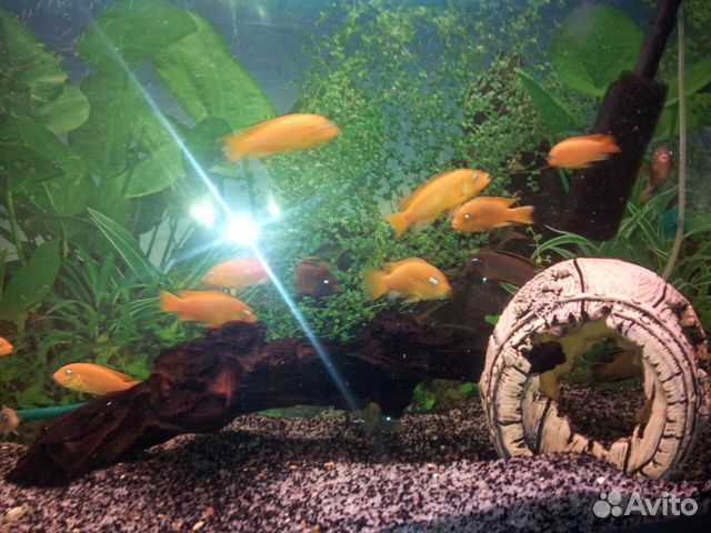 Продам Лабидохромис Елоу 3-6см или обменяю