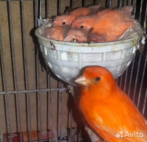 Муаровые и красные кенара 2017-2018