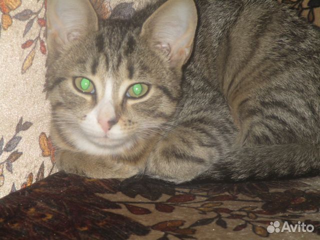 Отдам в хорошие руки