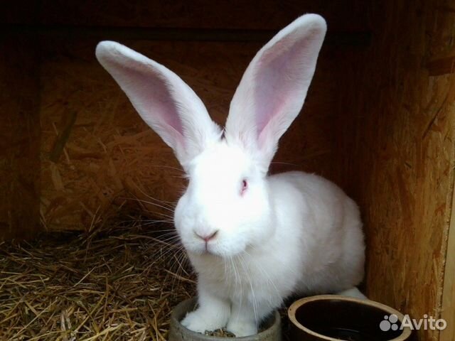 Кролики-Гиганты. Крольчата