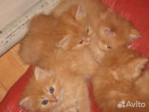 Рыжие очаровашки