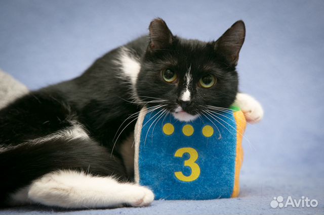 Бонечка в дар