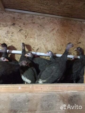 Домашнее яйцо