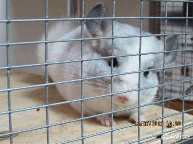 Шиншиллы стандарные и цветные