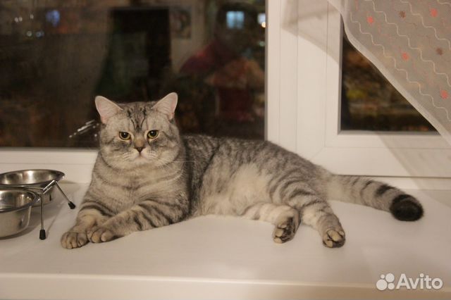 Британский котик приглашает на вязку
