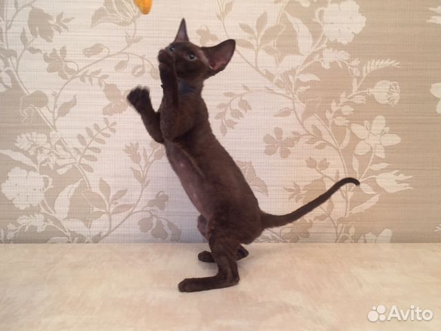 Котик Hot Chocolate
