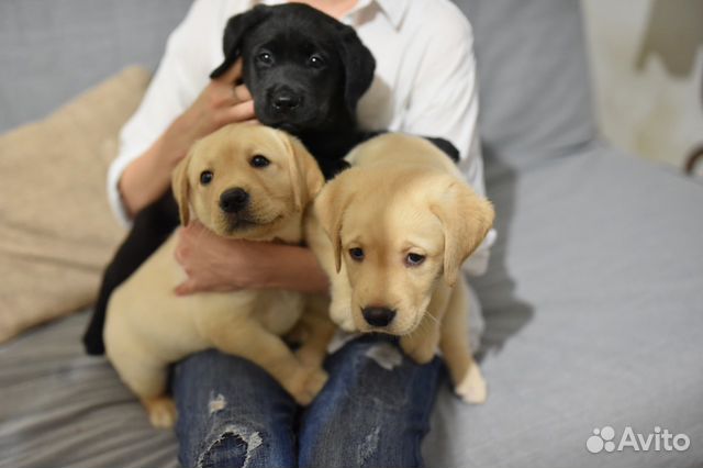 Щенки лабрадора - "чертята вылупленные"