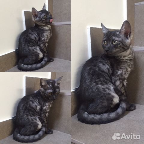 Котик Египеткая мау Акил