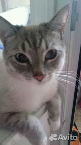 Очень ласковые Фантик и Маша ищут новый дом