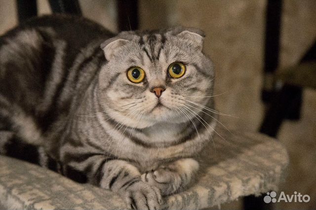 Шотландский вислоухий кот ищет подружку для вязки