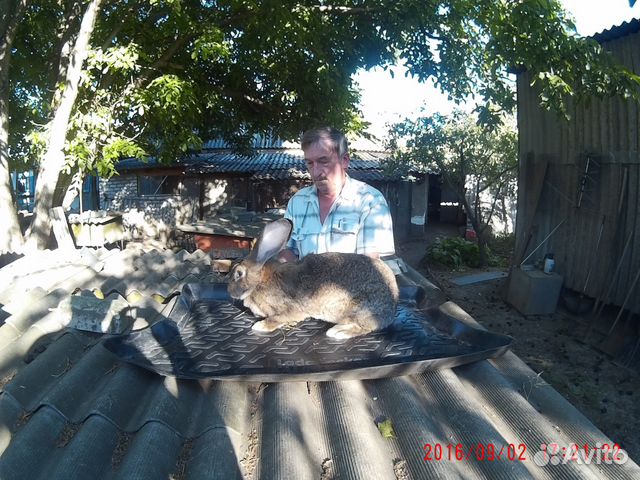 Кролики Фландр