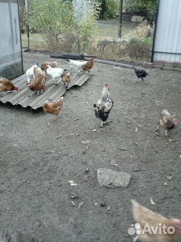 Куры Домашние