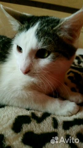 Котенок в дар 4.5 мес мальчик