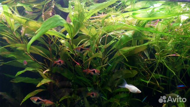 Аквариумные растения, рыбки
