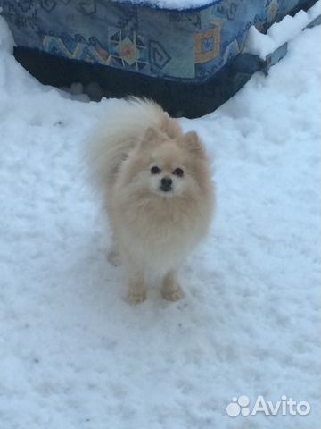 Взрослая кремовая девочка