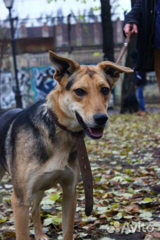 Резвый и активный Бемби ищет дом