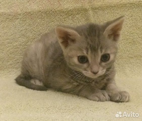 Изысканная Нежность) Неаллергенные кудряшки табби