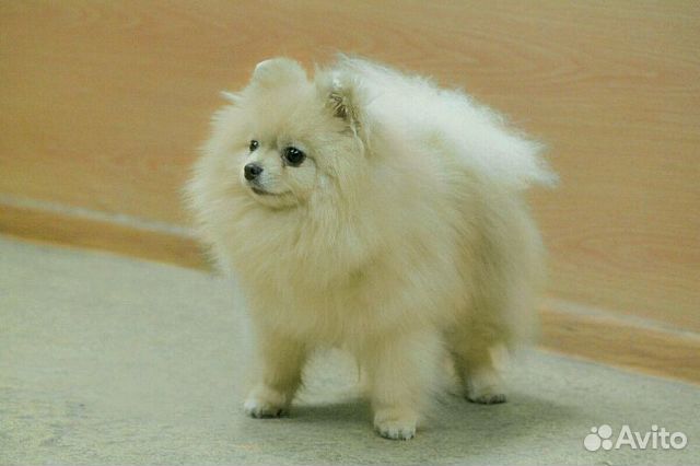 Женихи шпицы на выбор