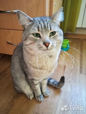 Кот в добрые руки