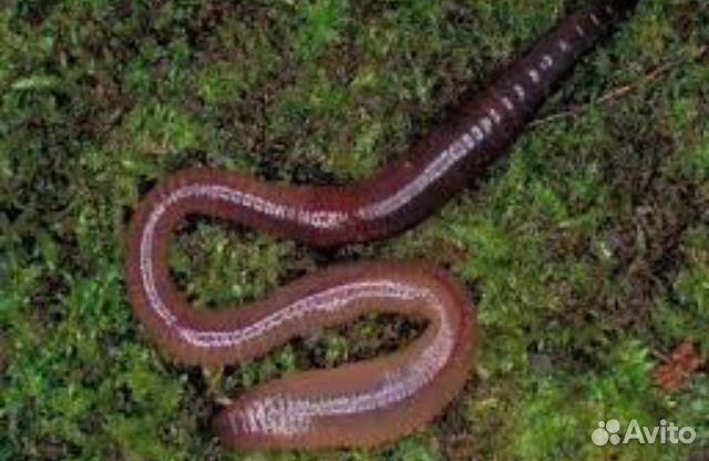 Выползок (червь дождевой )