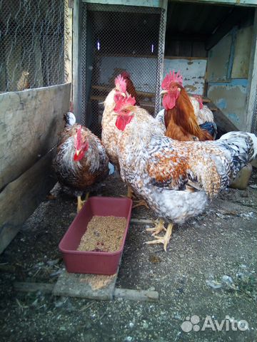 Петухи.Мини-мясо.Белефейдеры