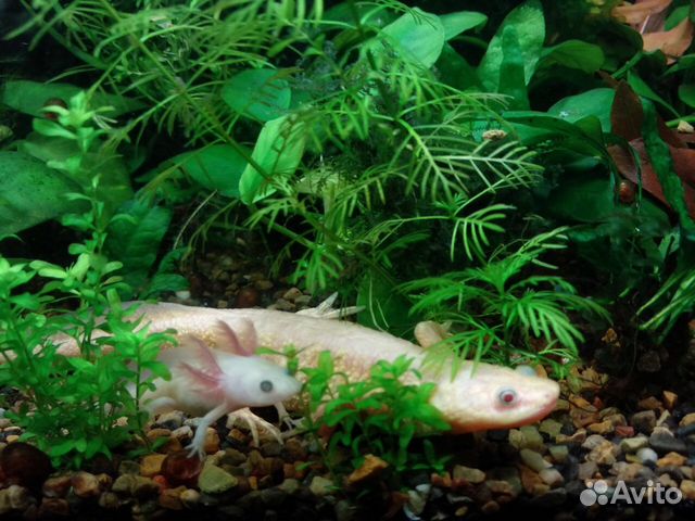 Тритоны иглистые