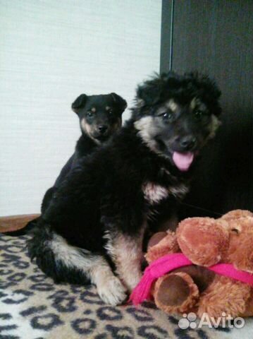 Очень клёвые щенки только для Вас в хорошие руки