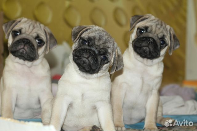 Компанейские Мопсята